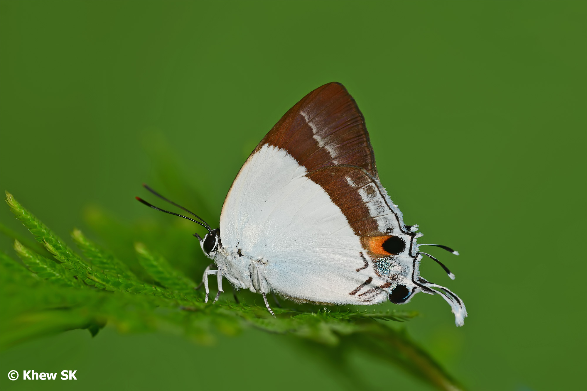 Butterflies of Singapore: Sep 26, 2021