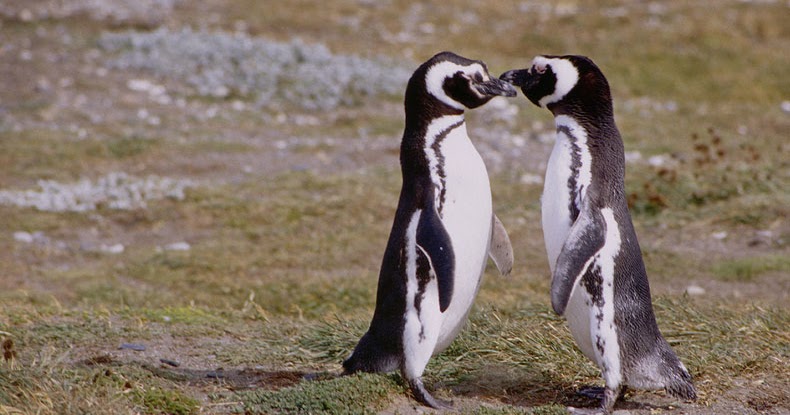 White Wolf : Monogamous Magellanic Penguin Couple Have Stayed Faithful ...