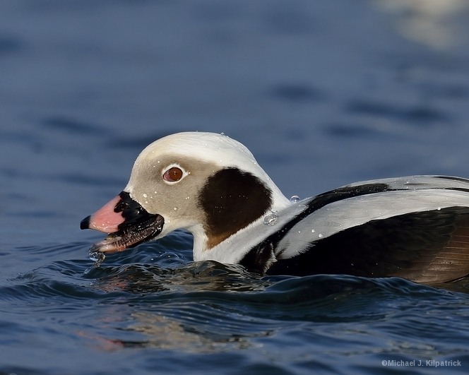 View from the Cape: Sea Ducks, Blue Mussels, and Jetties