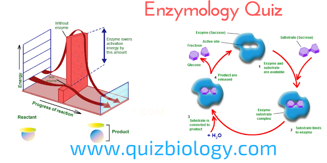 Biochemistry Quiz on Enzymology (Enzymes)