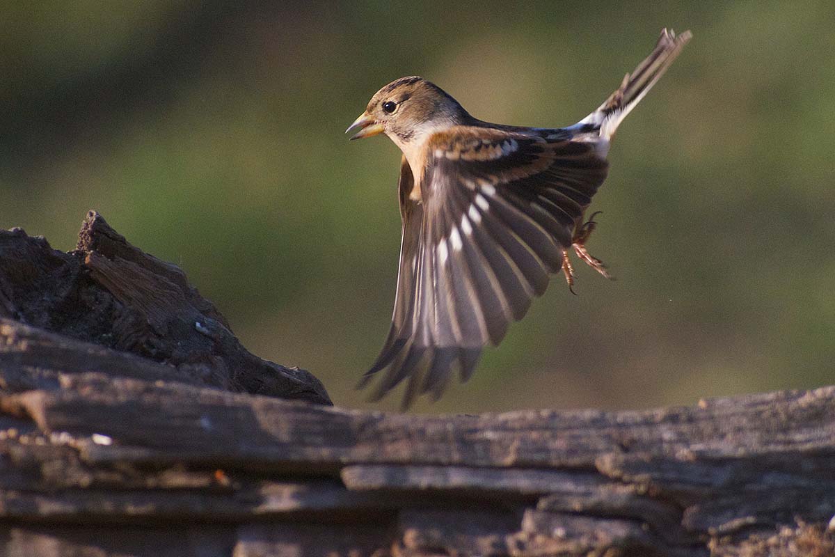 Riserva Naturale Regionale e Oasi WWF dei Ghirardi: Capanno fotografico ...