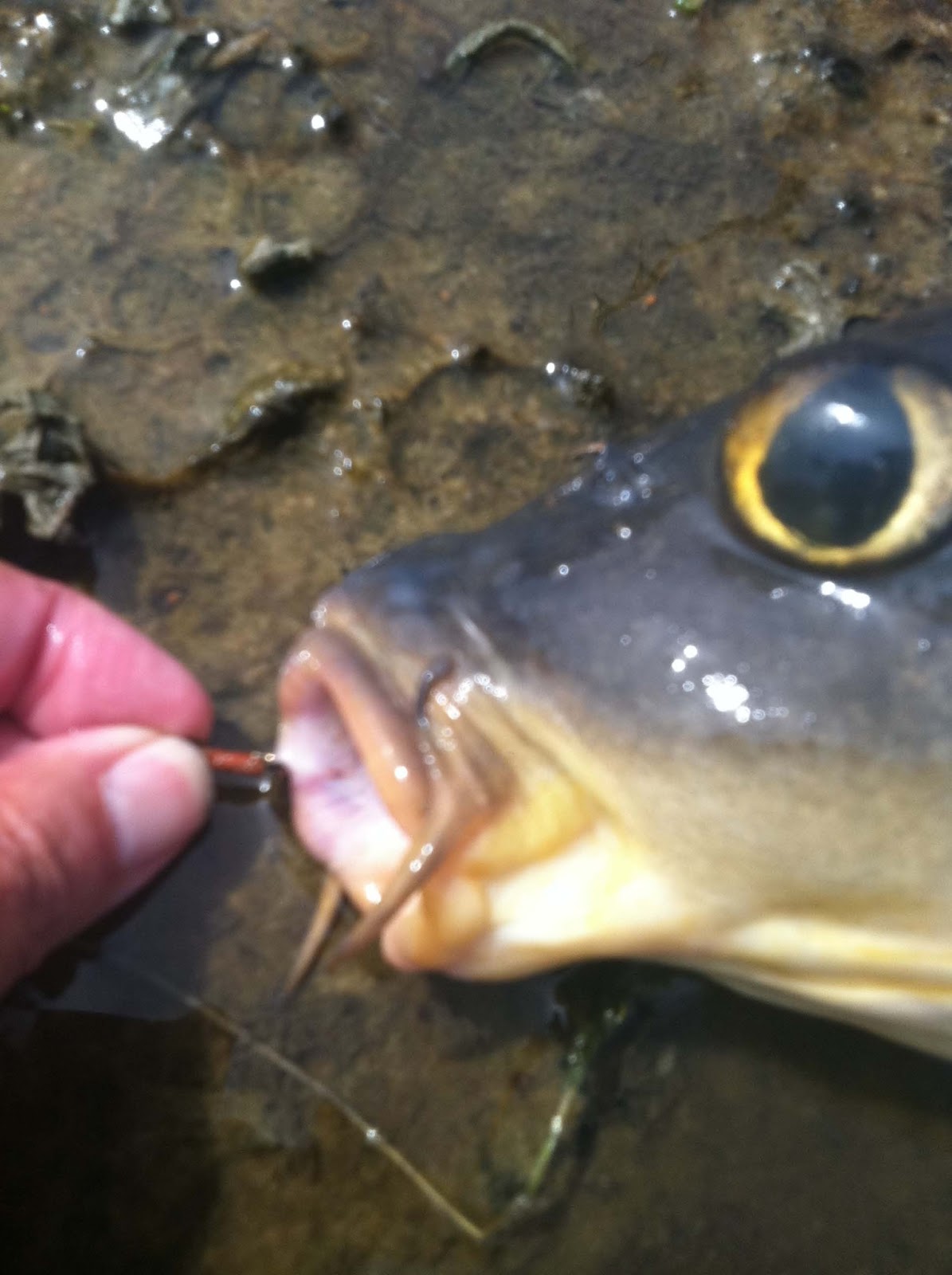 Got Backing? (Formerly Known as Mr. P.'s Blog): Carp Parts--Eyes
