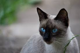 Balinese cat breed-History, Personality, Care and Facts - Familiarity ...