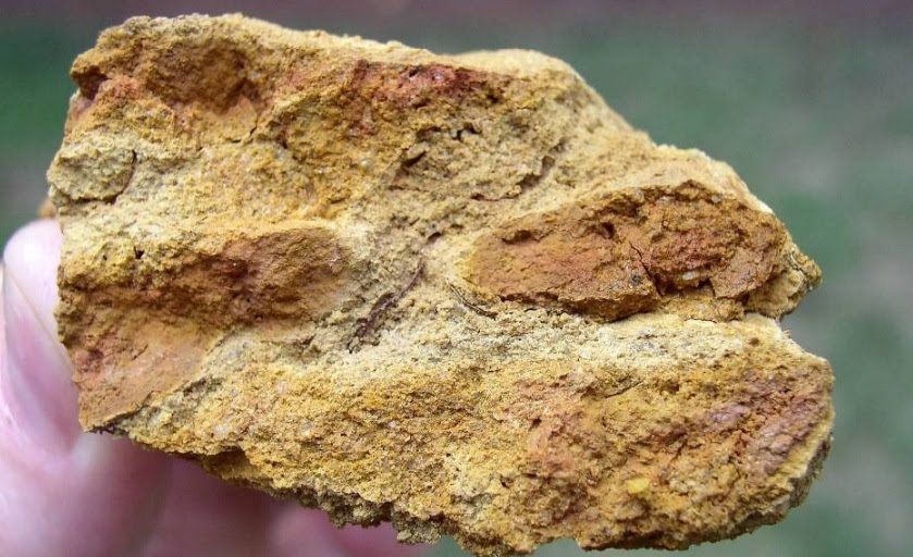 Onde as Plantas Crescem - Plintossolos