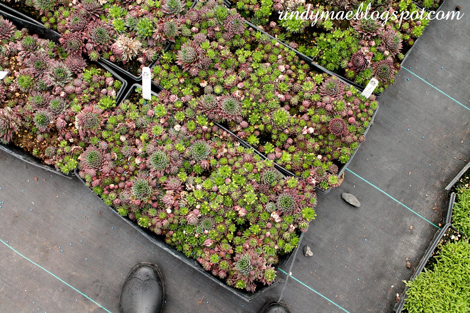 Rindy Mae: Little Prince of Oregon Nursery Tour