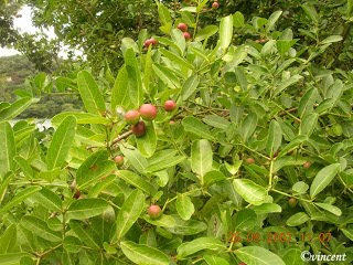 களா காய் கருப்பையில் அழுக்குகளை வெளியேற்றும் kalakai benefits in tamil