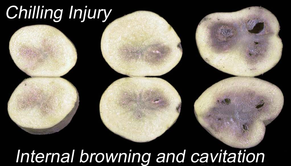 Potatoes: post-harvest disorders and handling