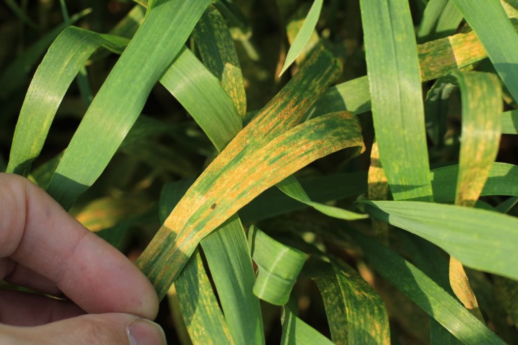 Grain Crops Update: Scout for Stripe Rust in Wheat