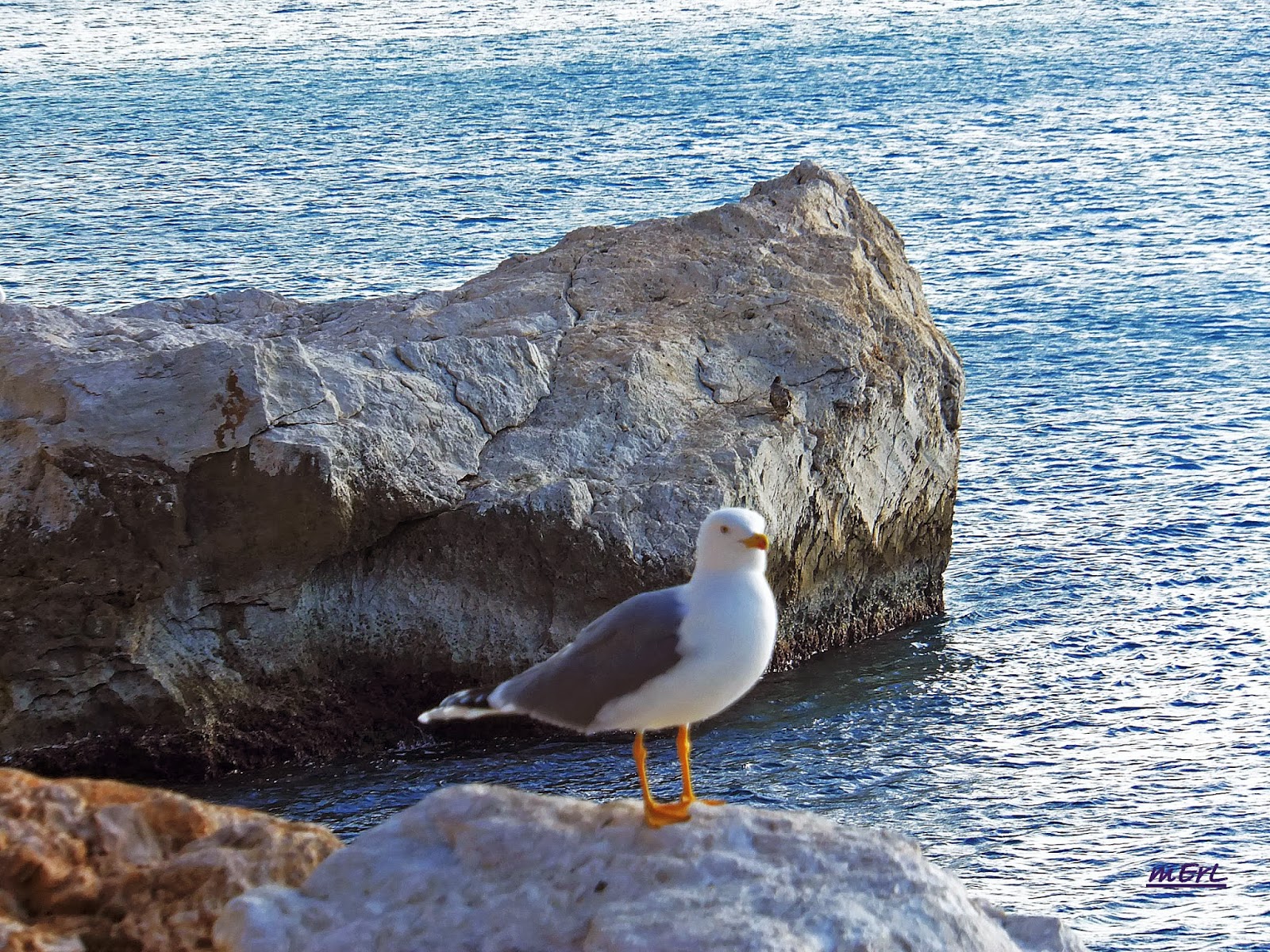Gaviota