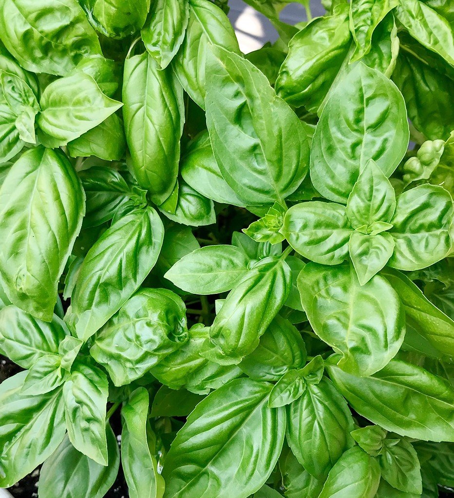 Basil Meaning And Etymology at Scarlett Madgwick blog