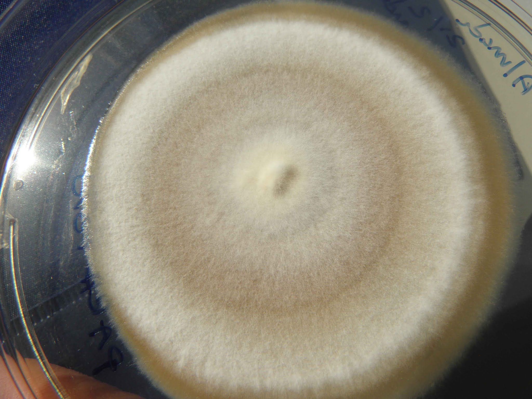 ATLAS MICOLOGIA: MICROSPORUM AUDOUINII