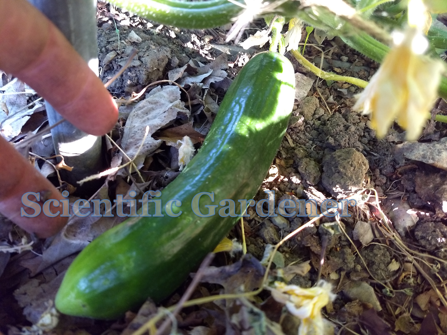 The Scientific Gardener: Turkish Beit Alpha Cucumber