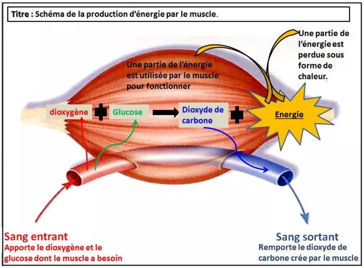 Blog de SVT: Coin des curieux 5ème - Thème 2 - Partie I