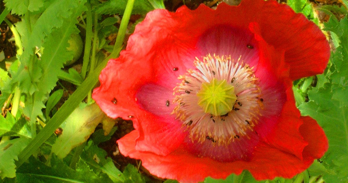 A Virginia Woolf Herbarium: #73 Poppies