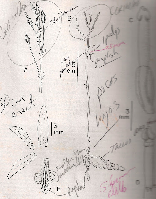 PLANT FAMILIES OF PUERTO RICO AND FLORIDA PAPO VIVES: ORCHIDACEAE ...