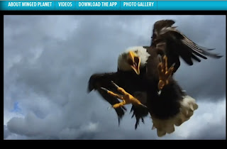The Raptor Center: Winged Planet on Discovery Channel