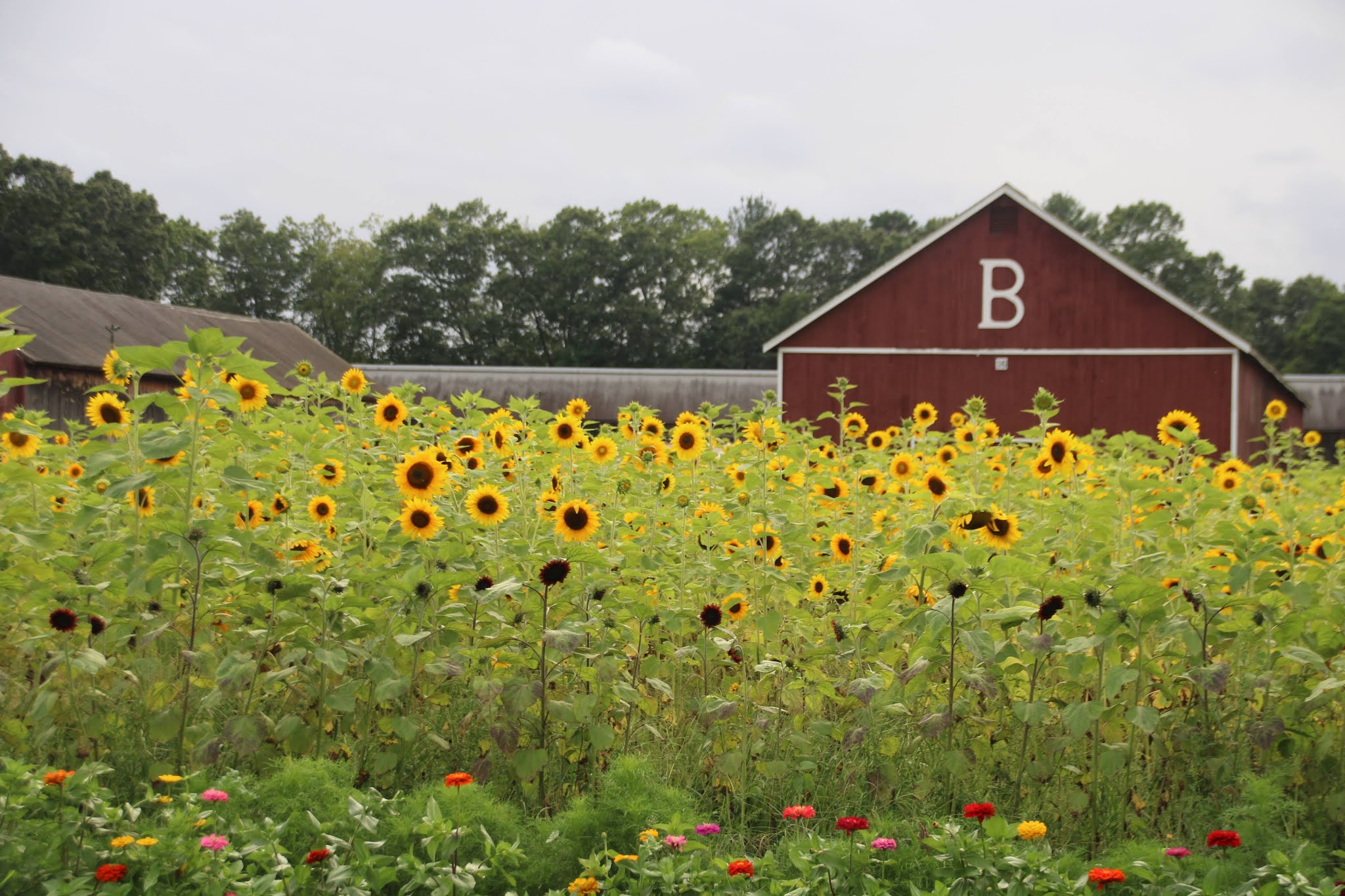 Brown's Harvest Sunflower Field, Connecticut
