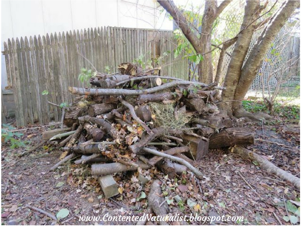 The Contented Naturalist: Create Shelter: Build a Log Pile for Wildlife