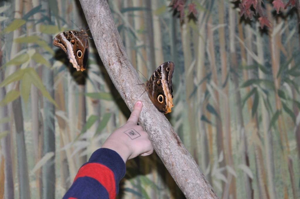 Savor The Days: Audubon Insectarium in New Orleans