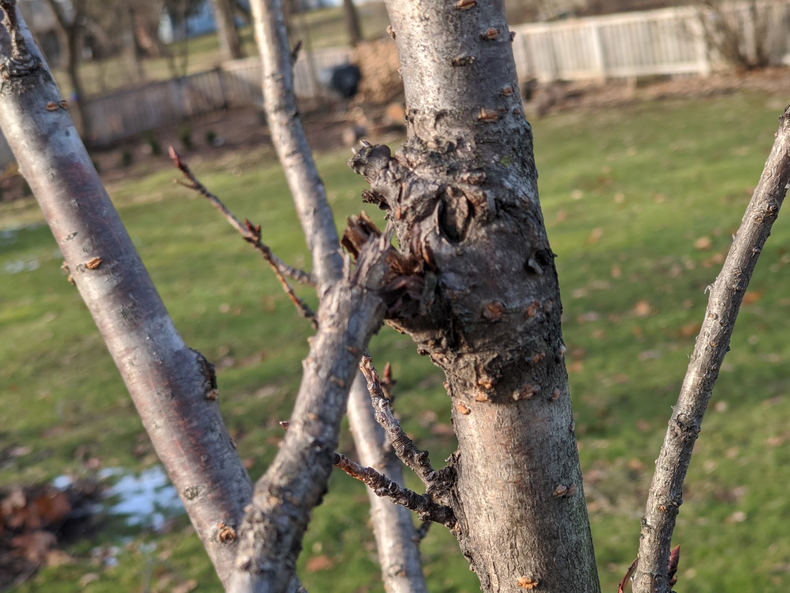 Winter Damage - Japanese Cherry Tree - January 2019