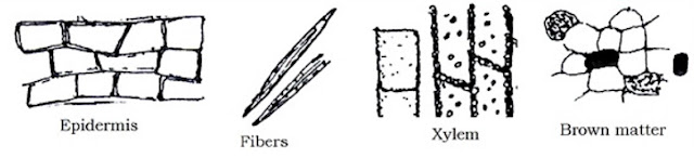 To Study the Macroscopical and Microscopical of Ephedra