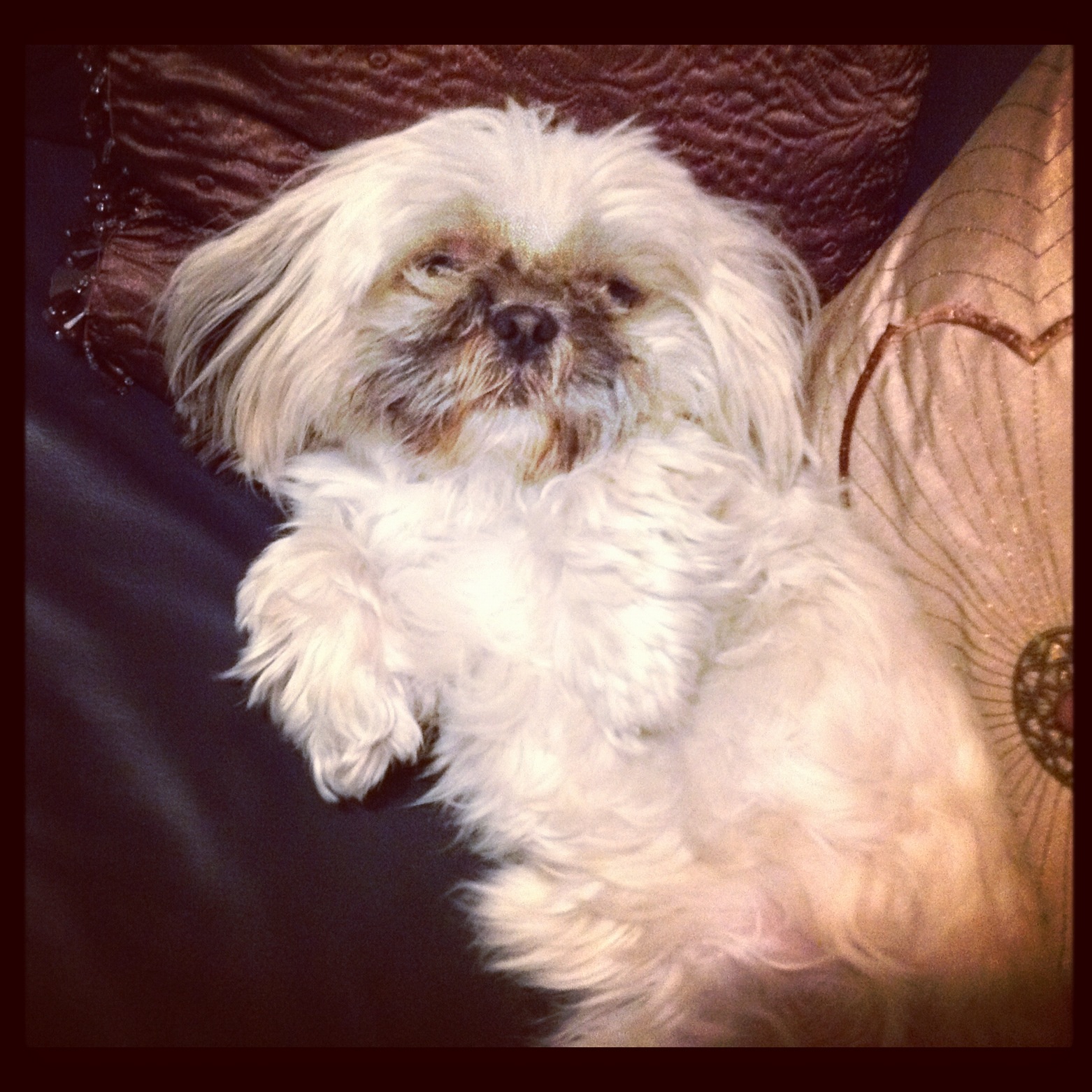 Babaduck: Dogsnots and Fur - Adventures in SandieSitting