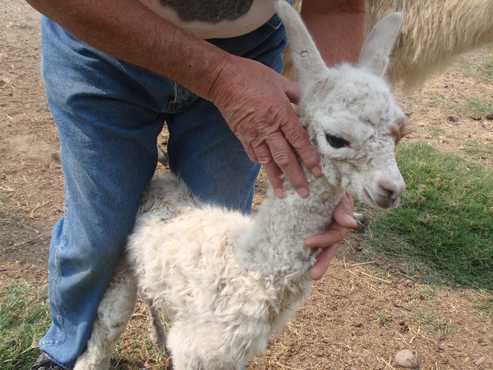 Stitching 'n' Knitting: huarizo named