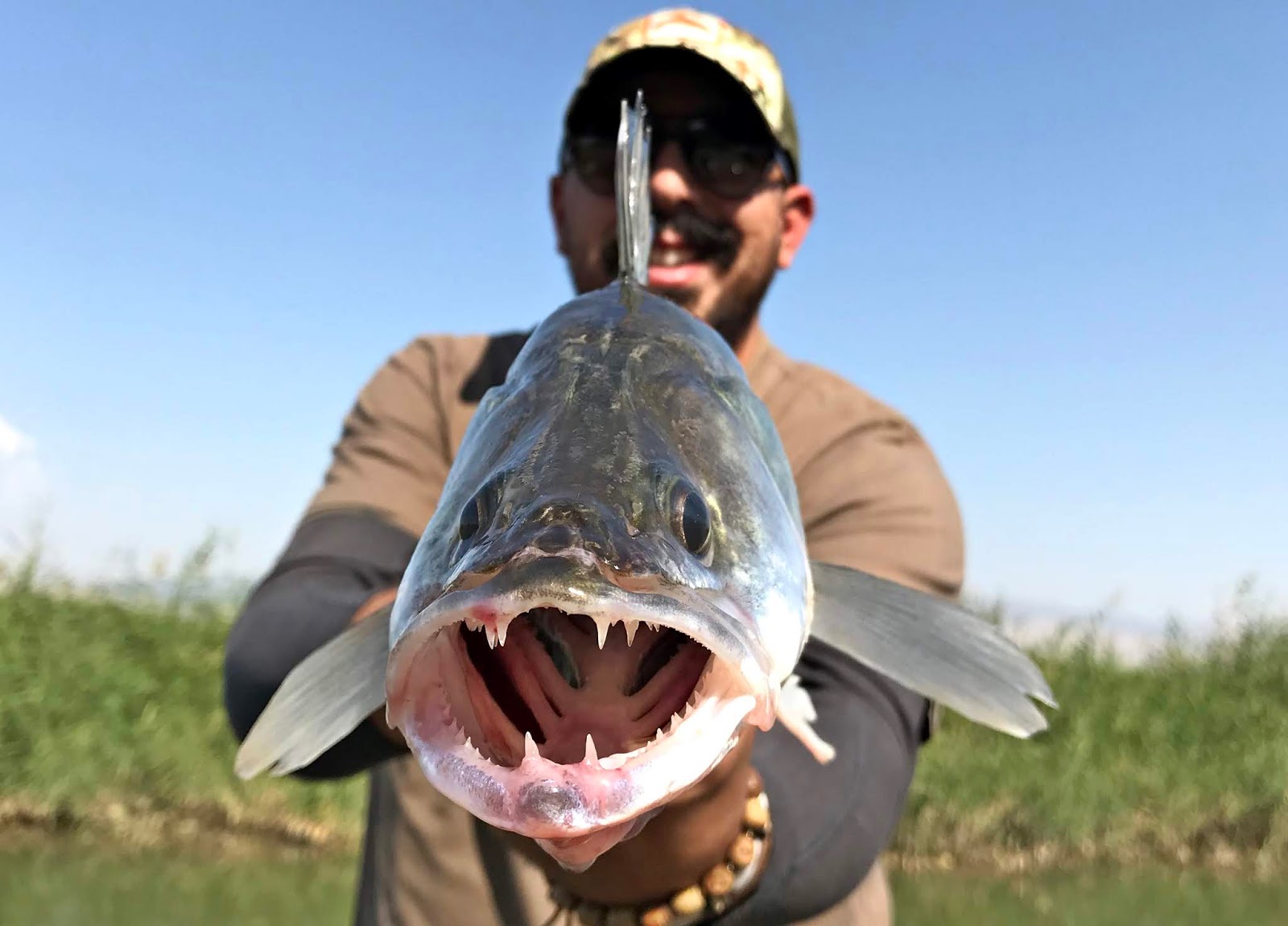 Onur Fırat Polat: Sudak Balığı ZANDER