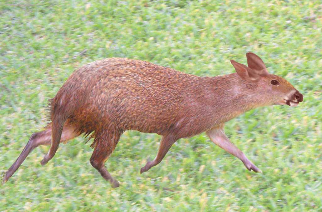 EL BLOG DE LA HISTÒRIA I EL PATRIMONI DE RUBÍ - GCMR-CER: Mamífers ...