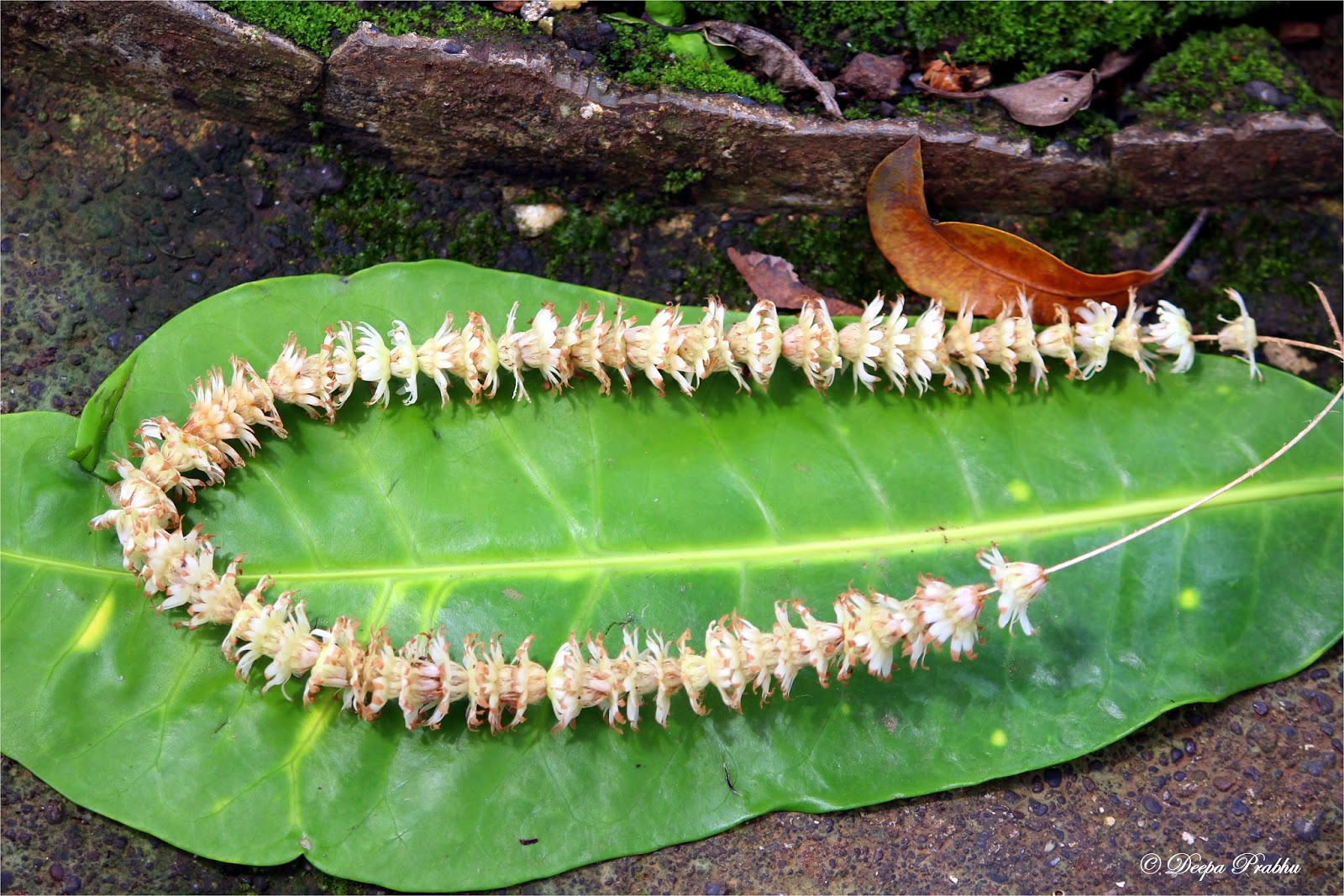Bakul flowers - Random Photography