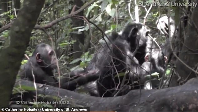 Chimps smack their lips together to talk to each other at almost the ...