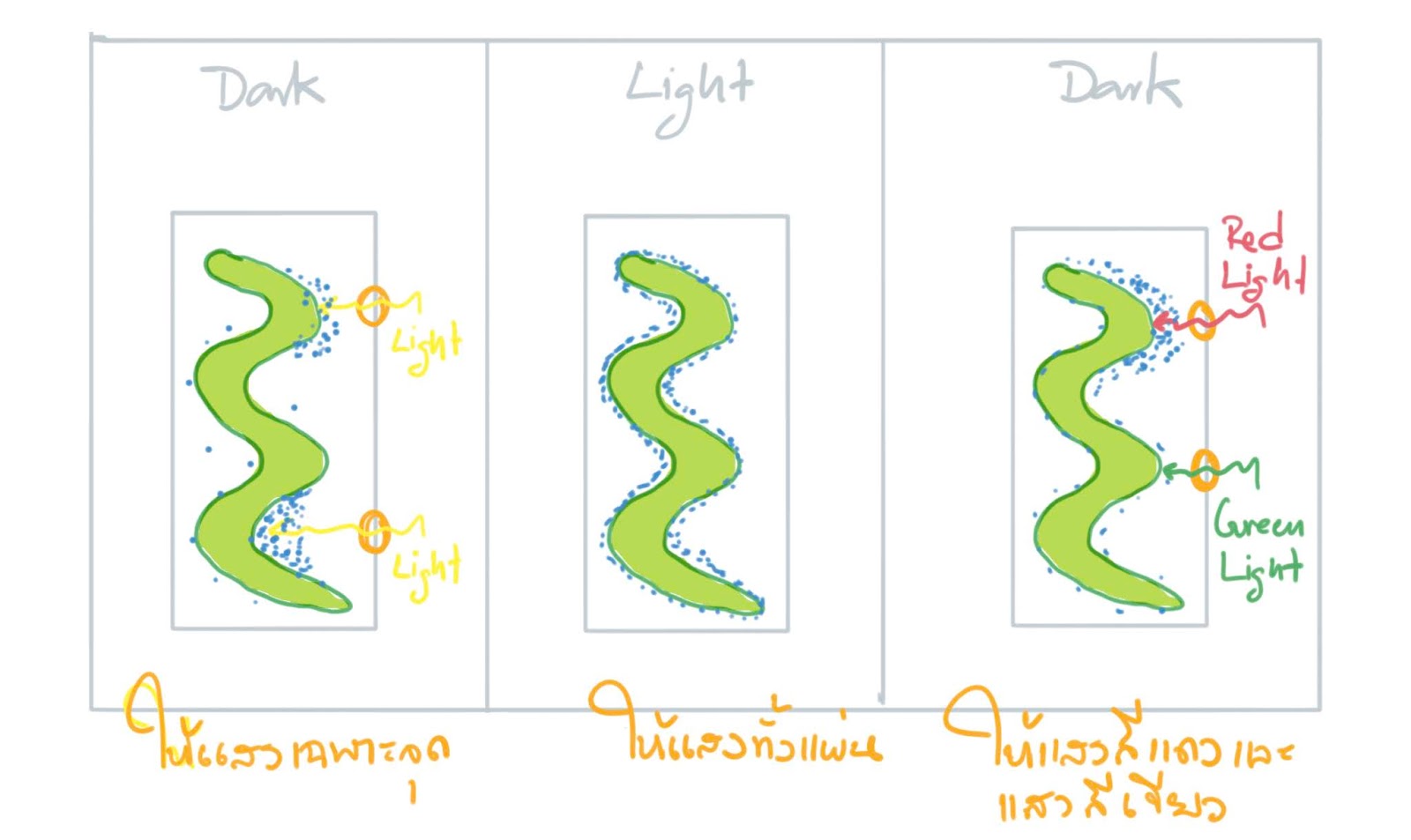 ประวัติการค้นพบสมการ การสังเคราะห์ด้วยแสง - BIOLOGY BY KRU-P'BANK