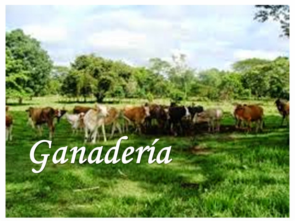 Ganadería ~ Agrónomos en Tabasco