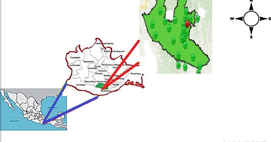 SANTO DOMINGO TEPUXTEPEC, MIXE, OAXACA.