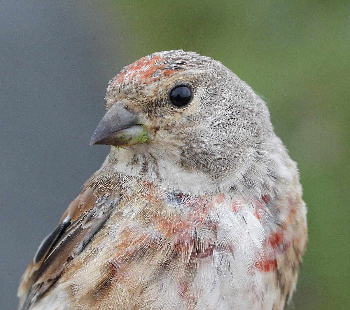 Another Bird Blog: Linnet Tales
