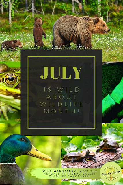 July is Wild About Wildlife Month: Featuring Rideau Valley Wildlife ...
