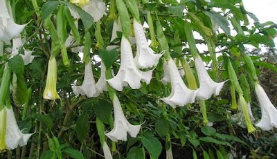 semua tentang tanaman kecubung (Datura metel L) - Elinotes - Review By ...