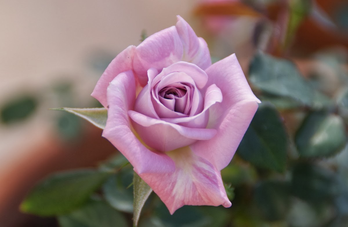 Organic Garden Dreams: January Roses