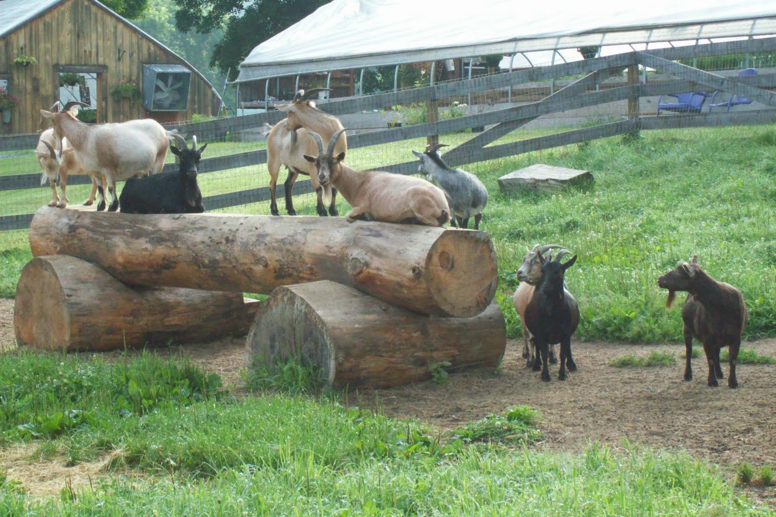 Life in a Deer Yard: THE LOG ( OLD and YOUNG) GOATS