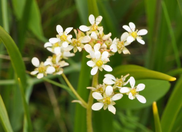 Orca Watcher: Yellow Island Wildflowers: Part 2