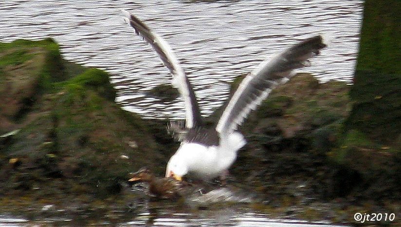 Simply Superb Swans: Coastal Predators