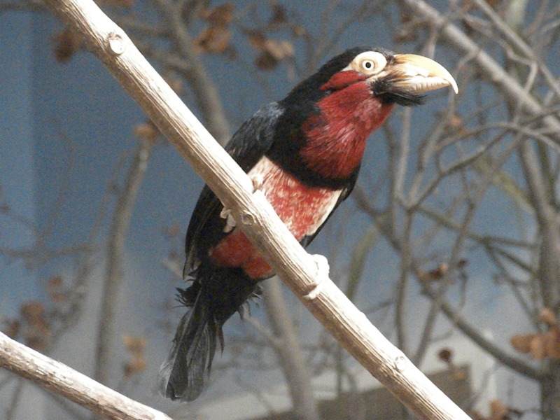 The Zoo Review: Species Fact Profile: Bearded Barbet (Pogonornis dubius)