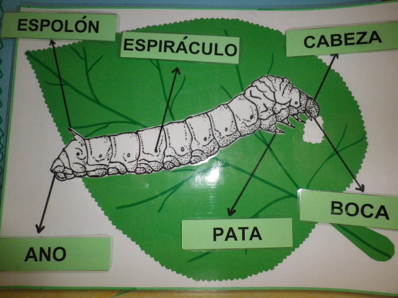 CRECIENDO JUNTOS: PARTES DEL GUSANO DE SEDA