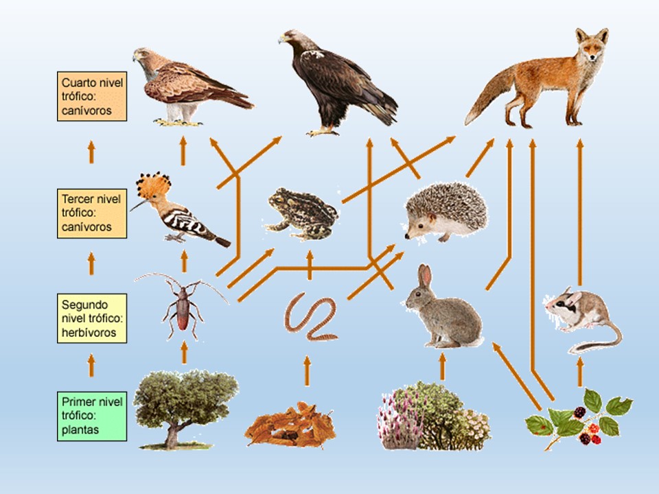 Flujo de Energía en los Ecosistemas