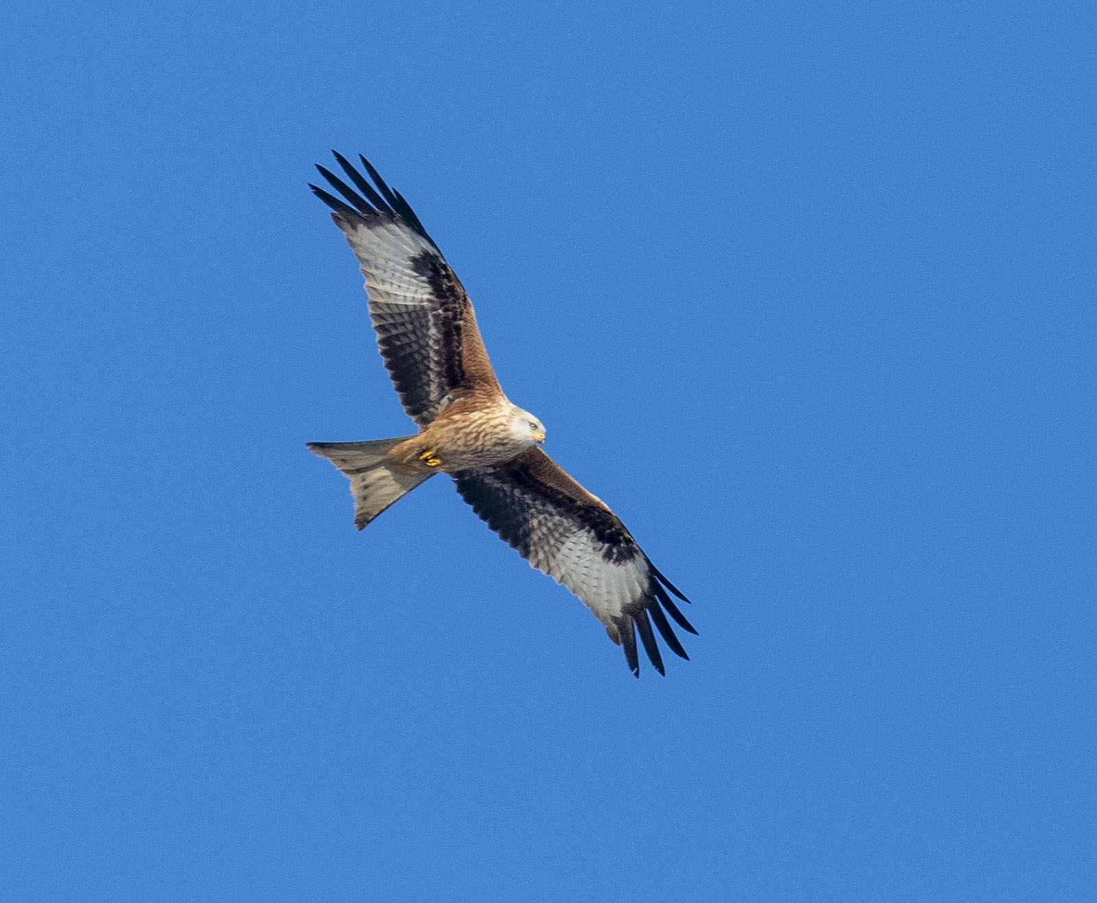 pewit: Red Kites and Common Buzzards