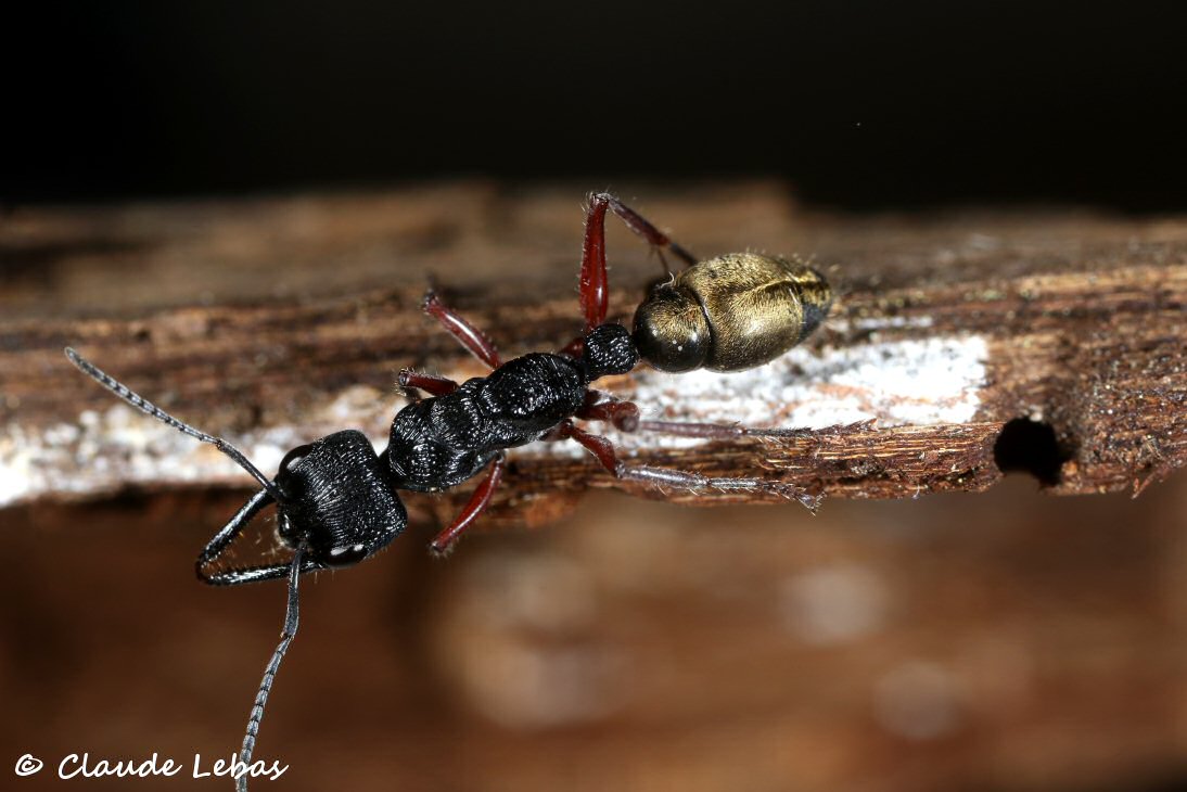 Fourmis d'Australie: Myrmecia fulvipes