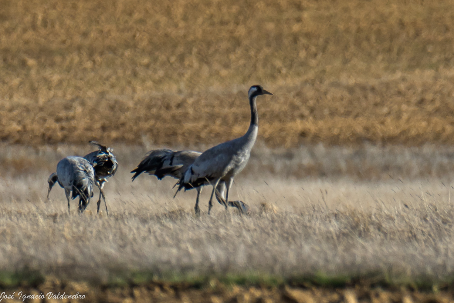 DocNatureBlog: Ya esta con nosotros una de las aves más grandes y ...