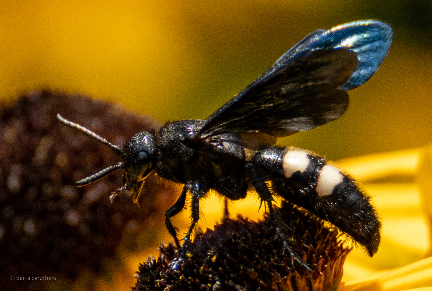 Springfield Plateau: Scoliid Wasp Week