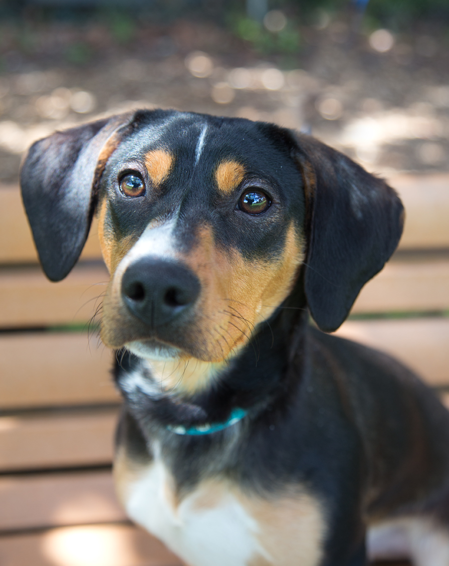 Shelter Dogs of Portland: "GENO" handsome Doxie/Beagle mix