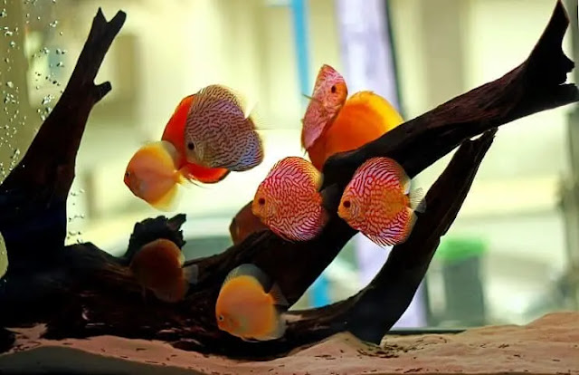Discus Fish Care Guide And Breeding